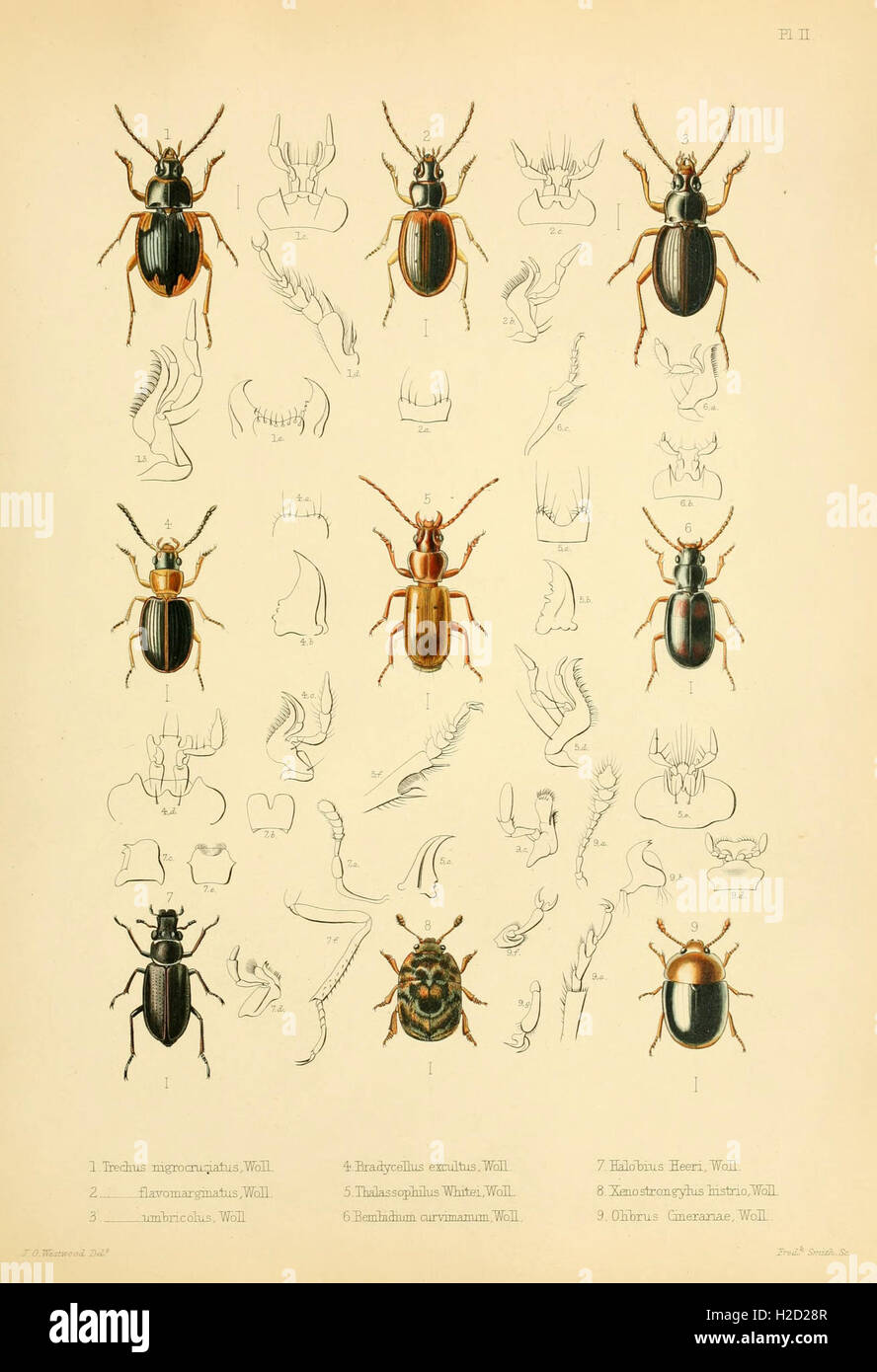 This plate features the insects of Madeira, showcasing a variety of ...