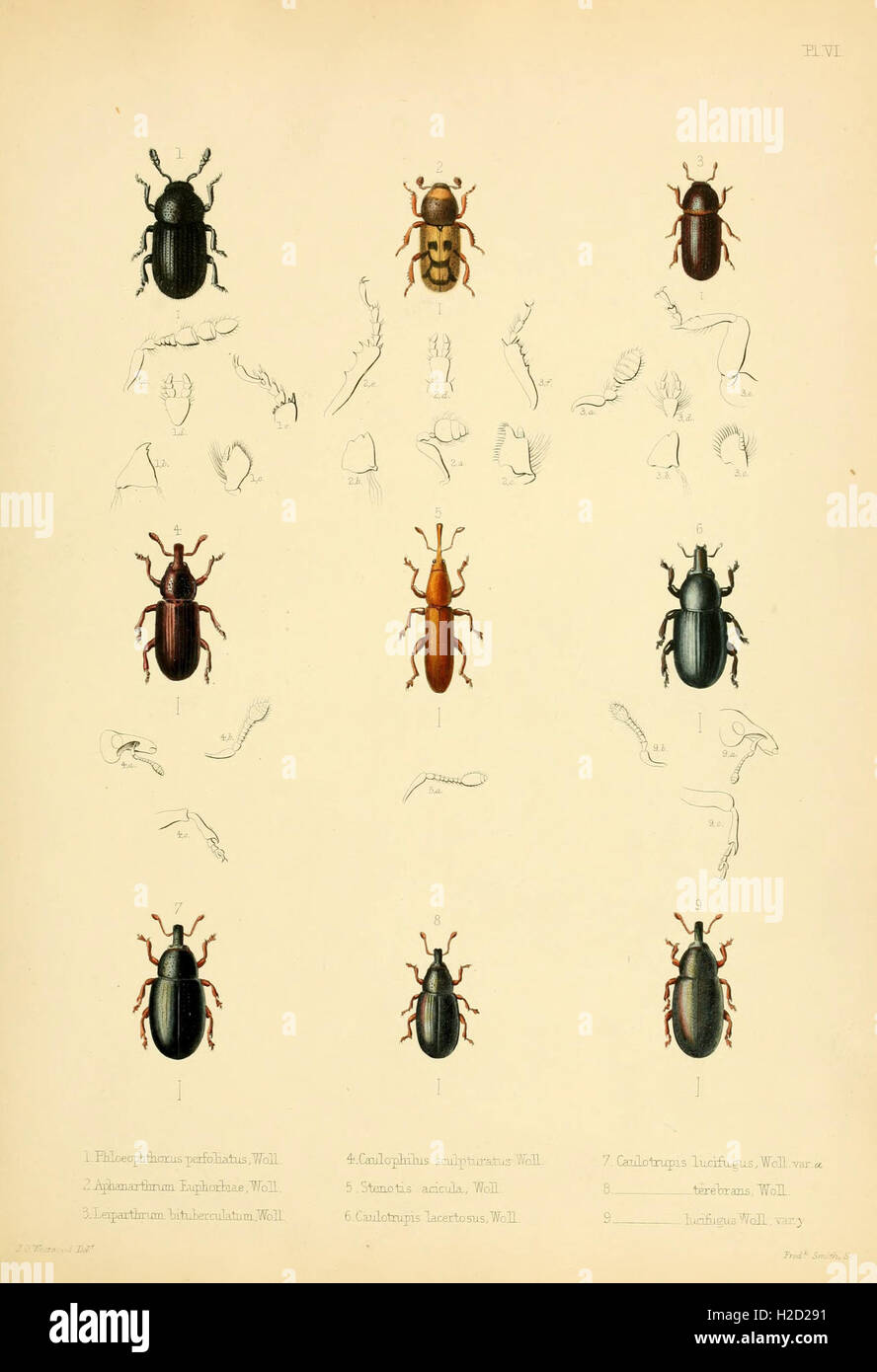 An illustration depicting various insect species native to Madeira. The ...