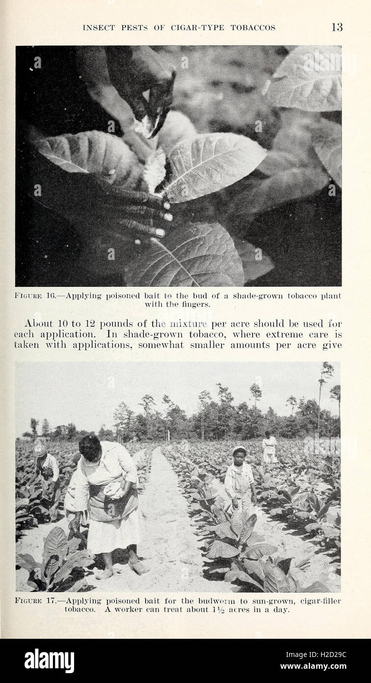 A study on the various insect pests affecting cigar-type tobacco crops ...