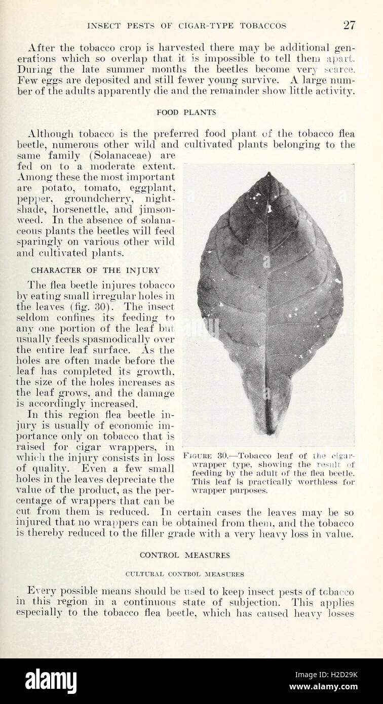 This study investigates the insect pests that affect cigar-type ...