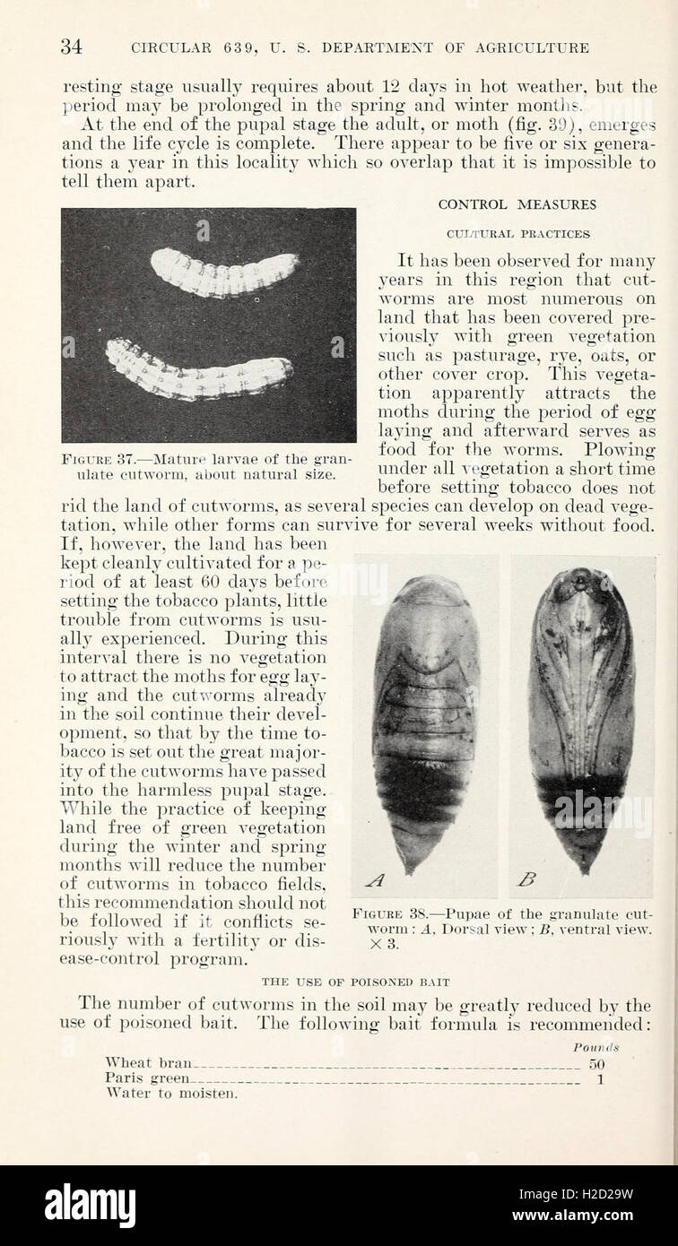 This page examines the insect pests that affect cigar-type tobaccos in ...