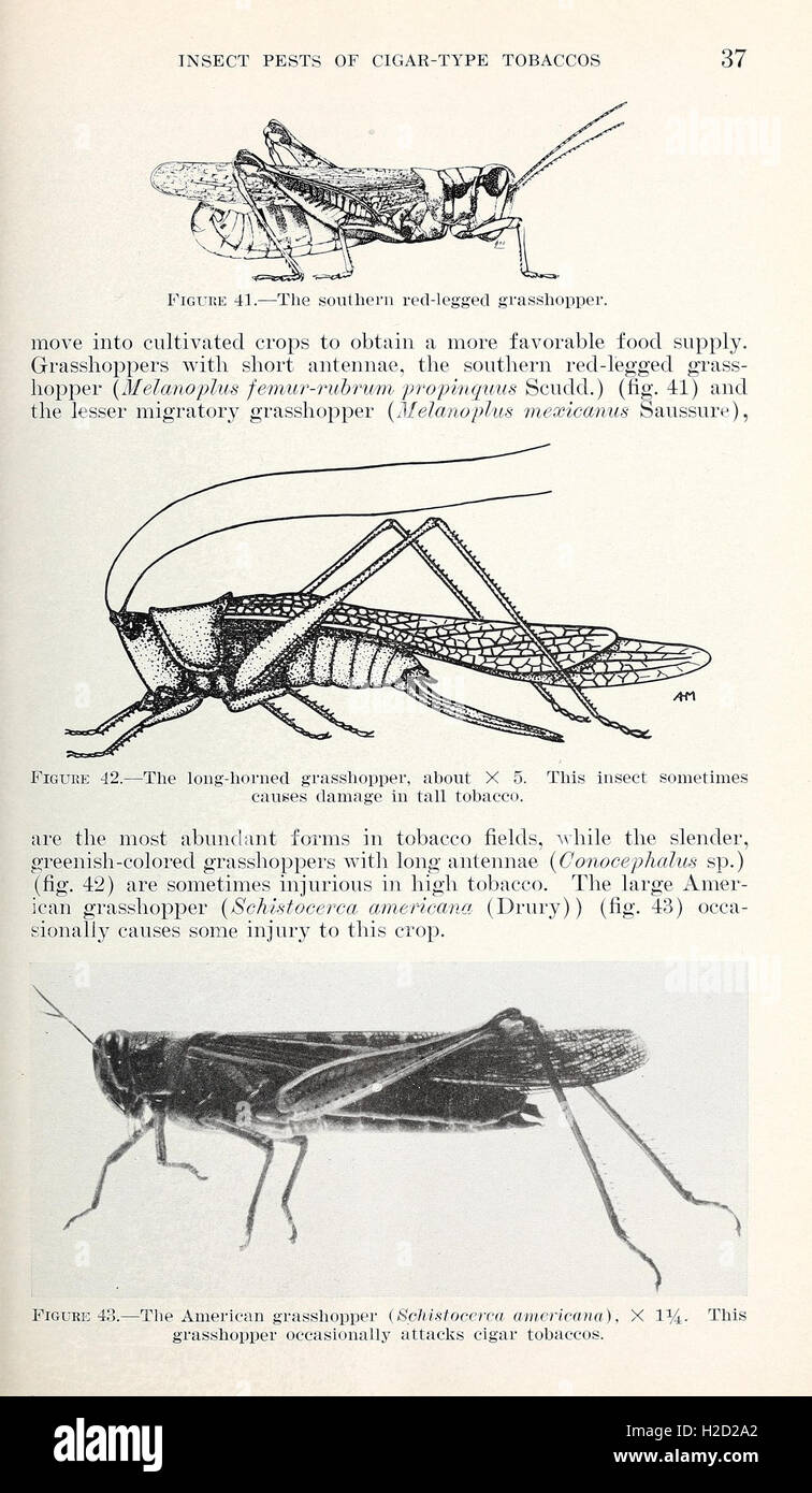A report on insect pests affecting cigar-type tobacco crops in the ...