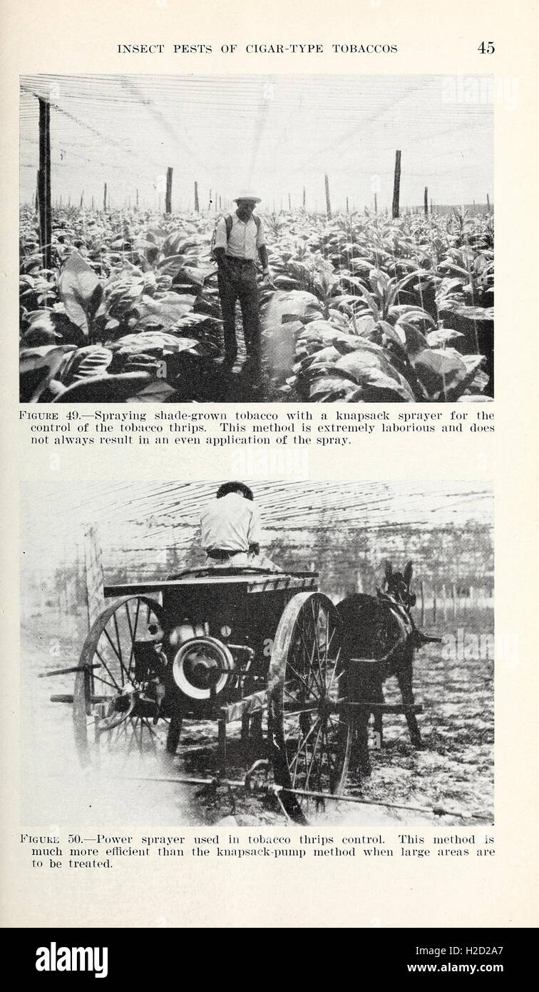 This study explores the insect pests that affect cigar-type tobacco ...