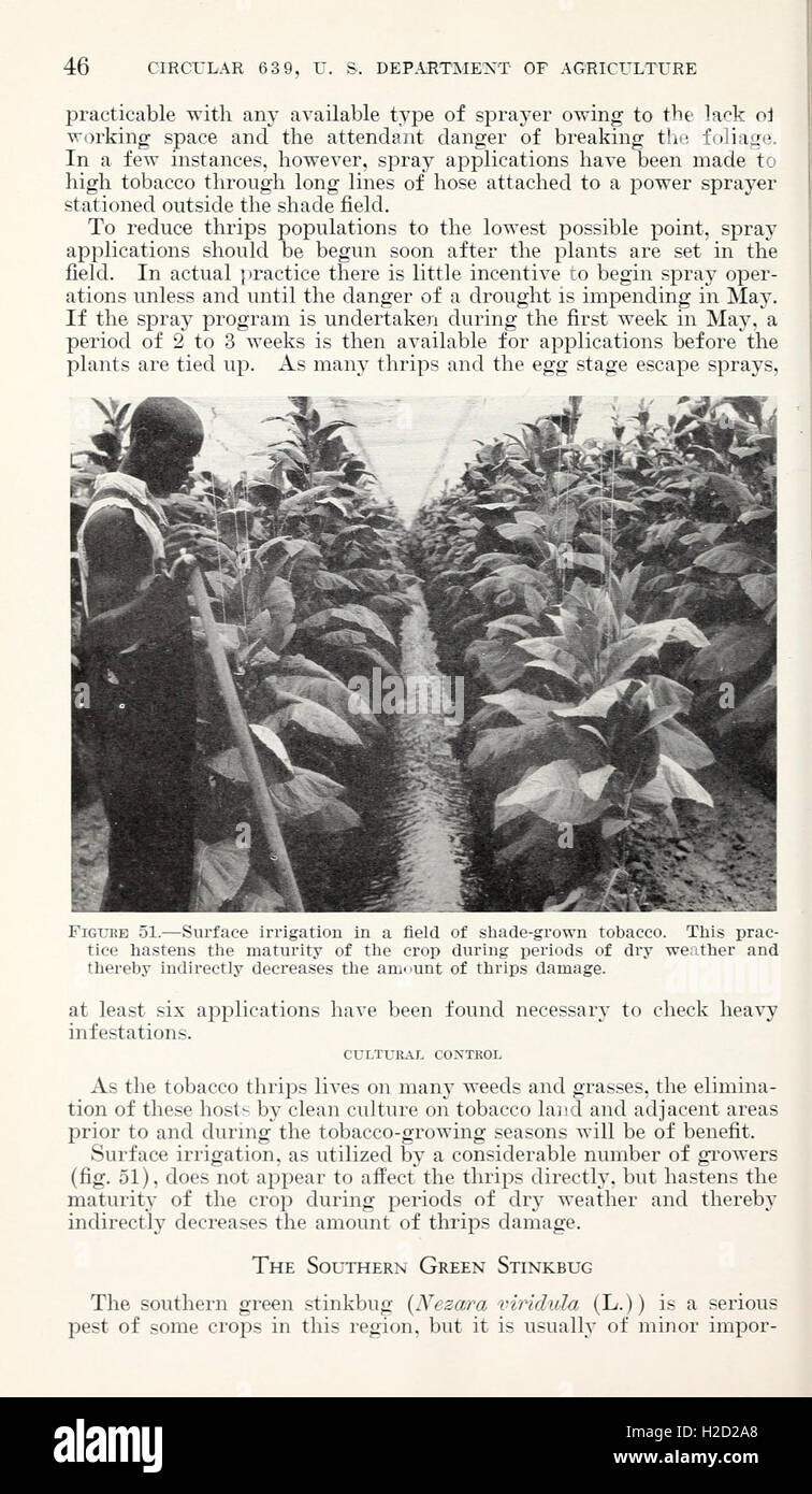 This work focuses on the insect pests that affect cigar-type tobaccos ...