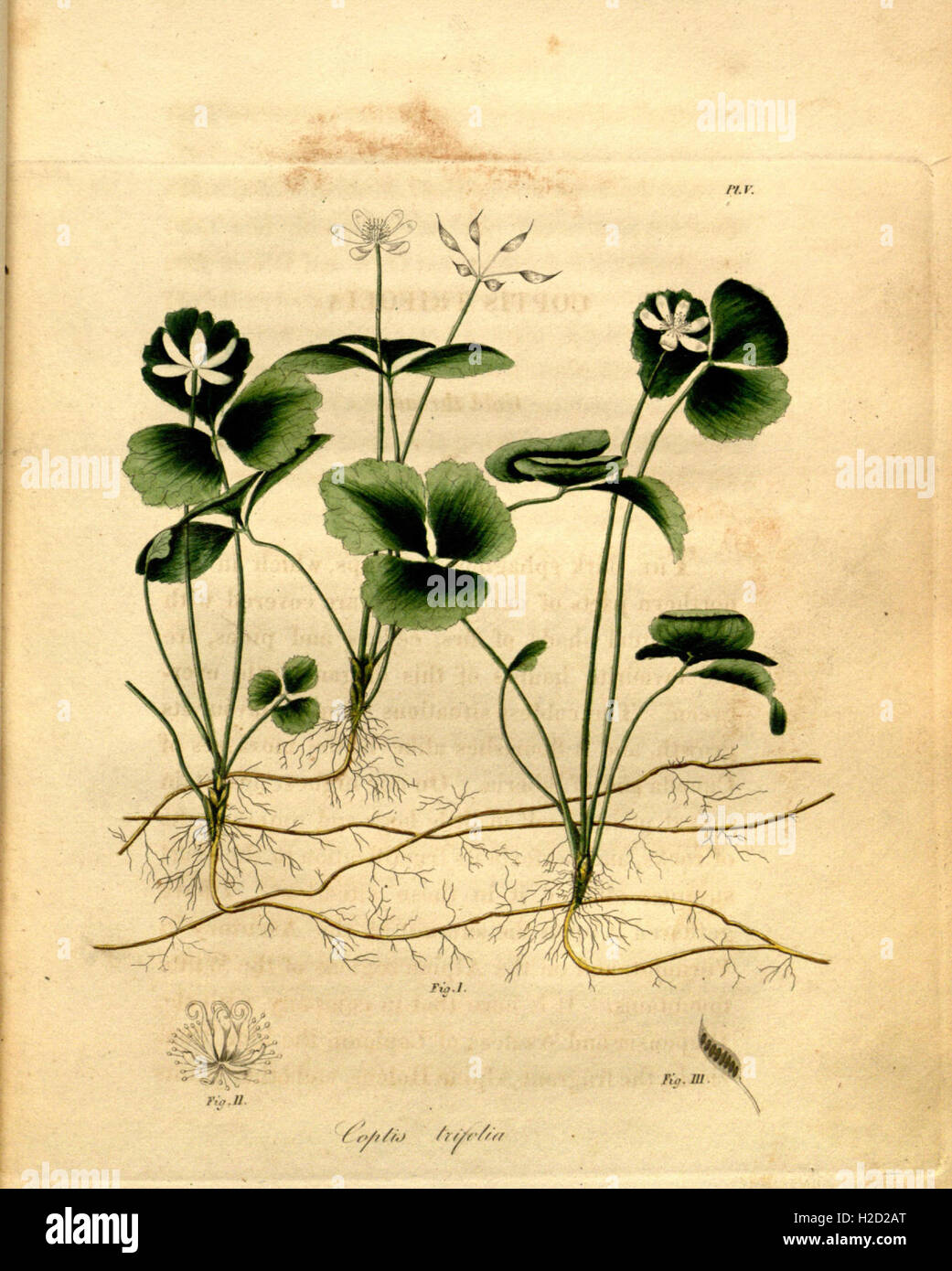 Plate V of American Medical Botany depicts various plants used in ...