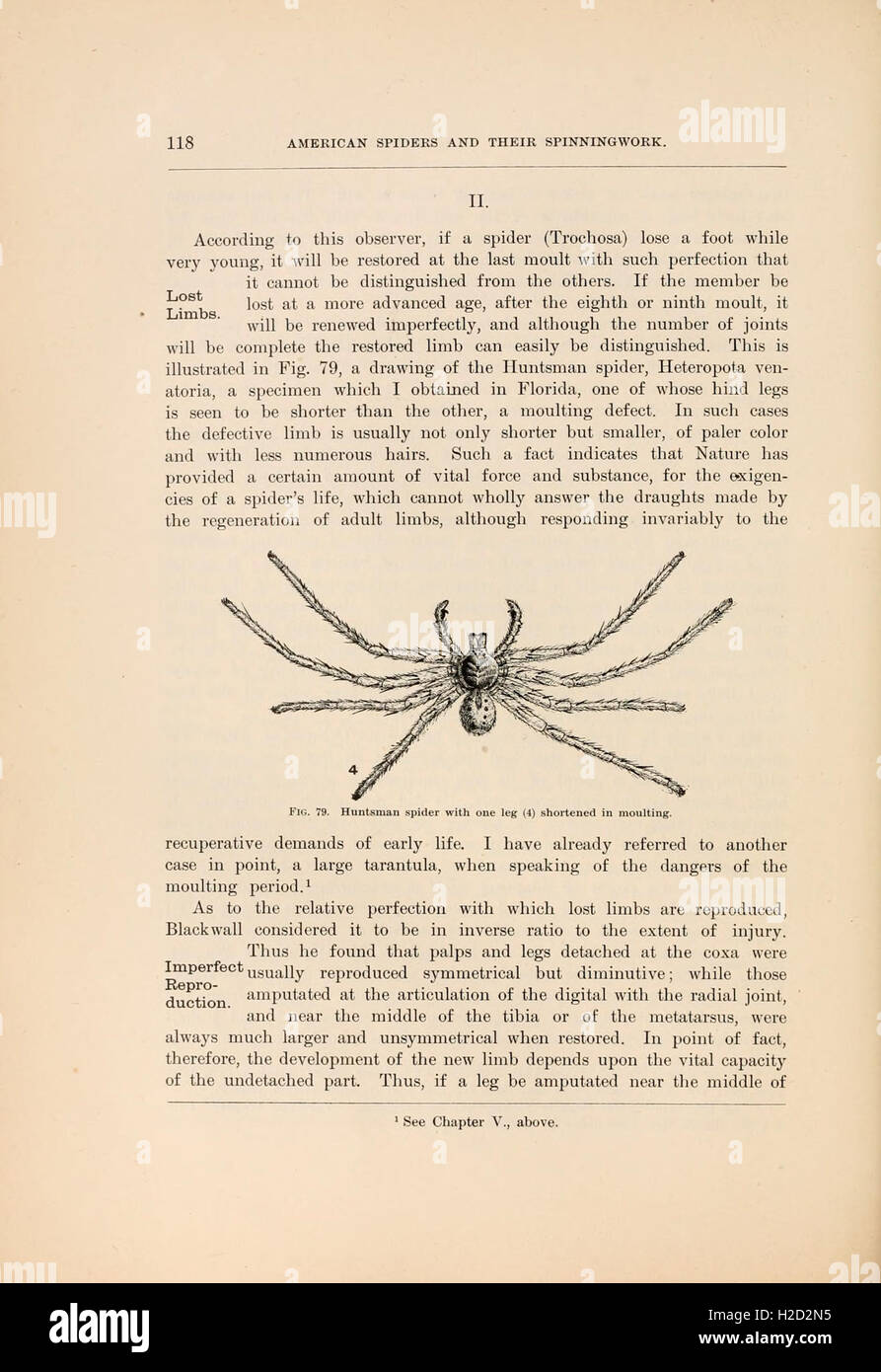 This work explores various species of American spiders and their web ...