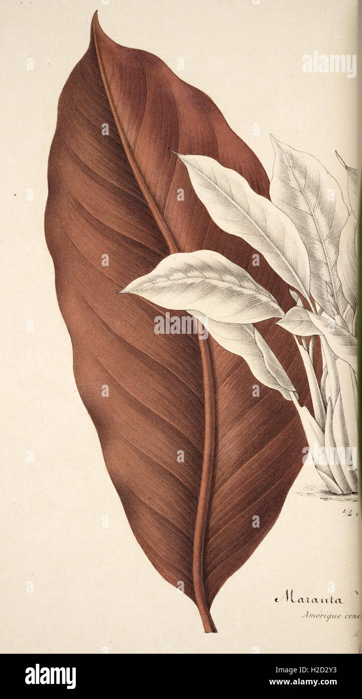 This horticultural work showcases various plant species, offering ...