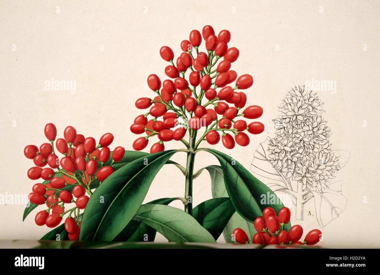 This French horticultural publication offers detailed discussions on ...