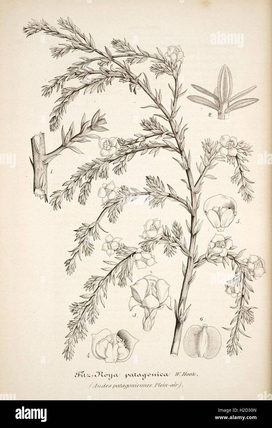 This volume of 'L'Illustration Horticole' focuses on the art and ...