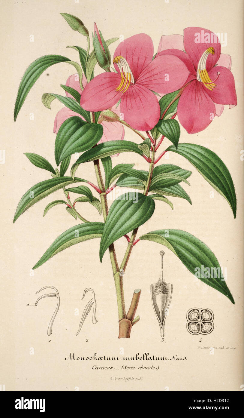 Hortico hi-res stock photography and images - Alamy