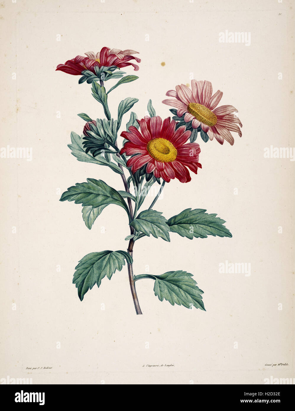 A botanical study by Jean-Jacques Rousseau, with illustrations ...
