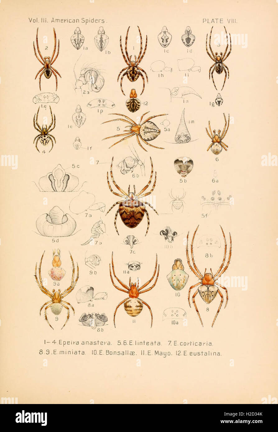 This page of 'American Spiders and Their Spinning Work' showcases ...