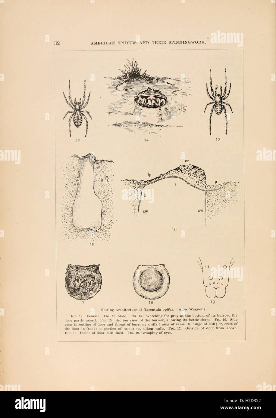 A detailed study on American spiders and their web-building behaviors ...