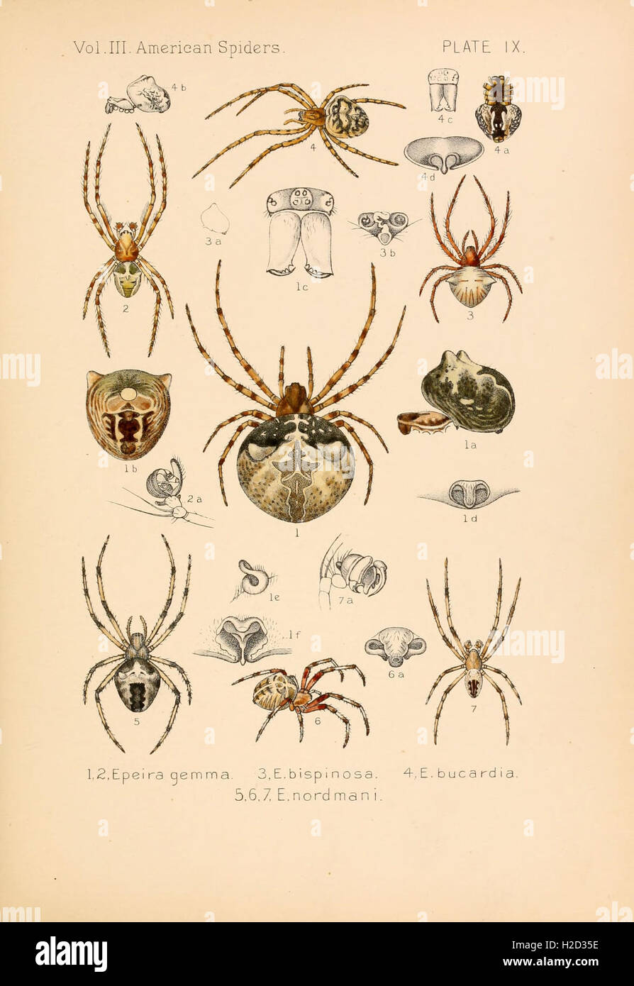 'American Spiders and Their Spinningwork' explores the diverse spider ...