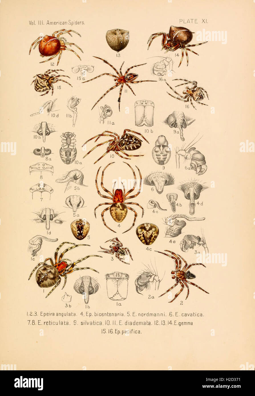 This page focuses on the various species of American spiders and their ...