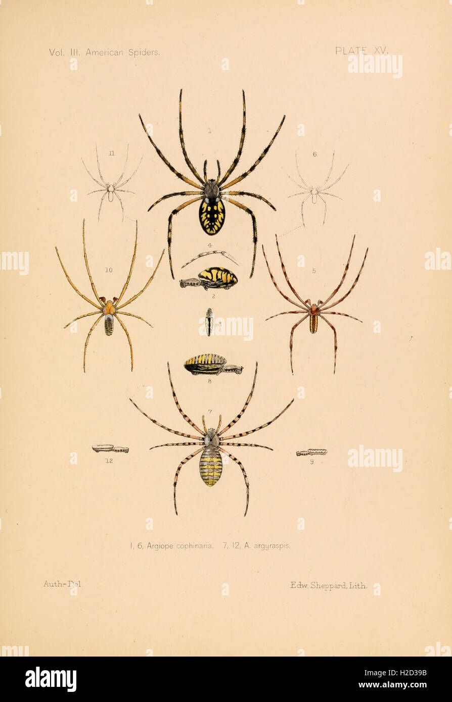 This page illustrates American spiders and their spinning work ...