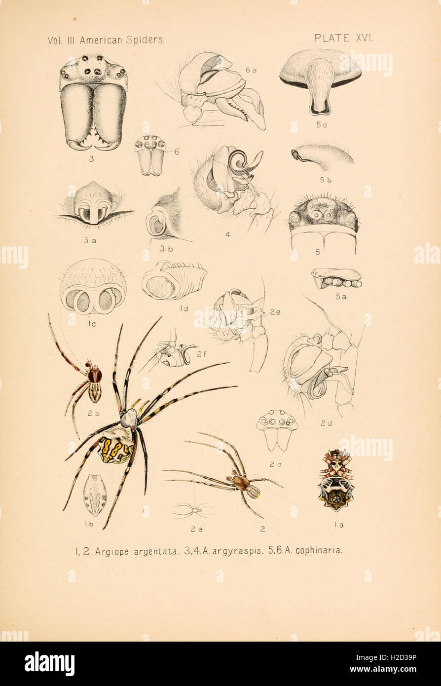 This publication provides an in-depth look at various American spiders ...