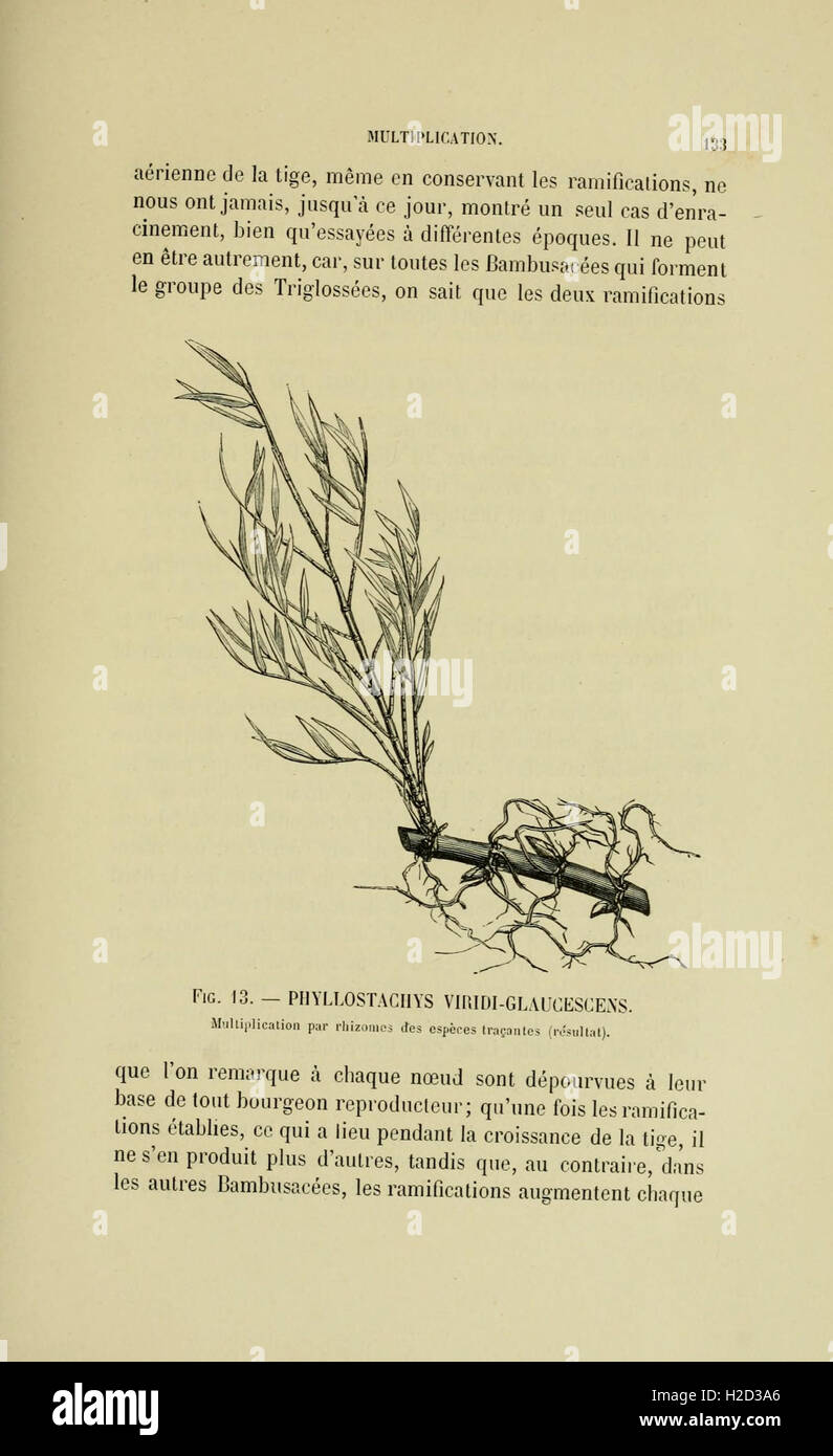 A botanical study focused on bamboo species, detailing their various ...