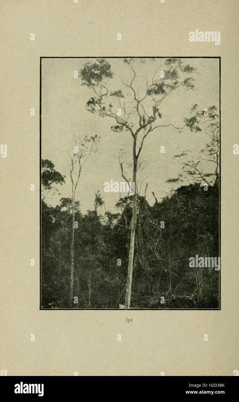 This work details the native woods of São Paulo, Brazil, providing ...