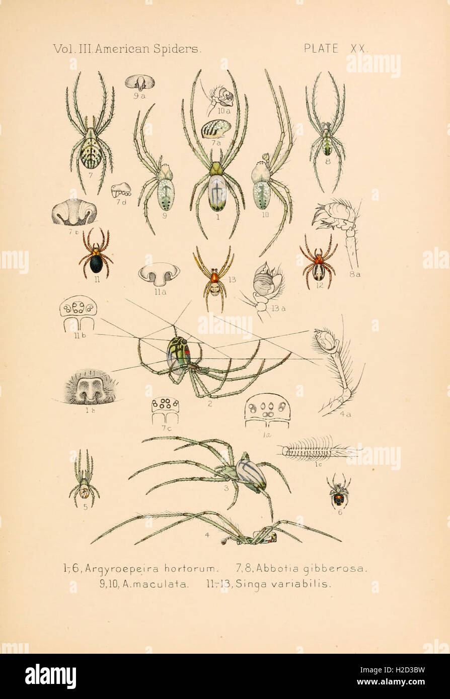 'American Spiders and Their Spinningwork' provides a detailed study of ...