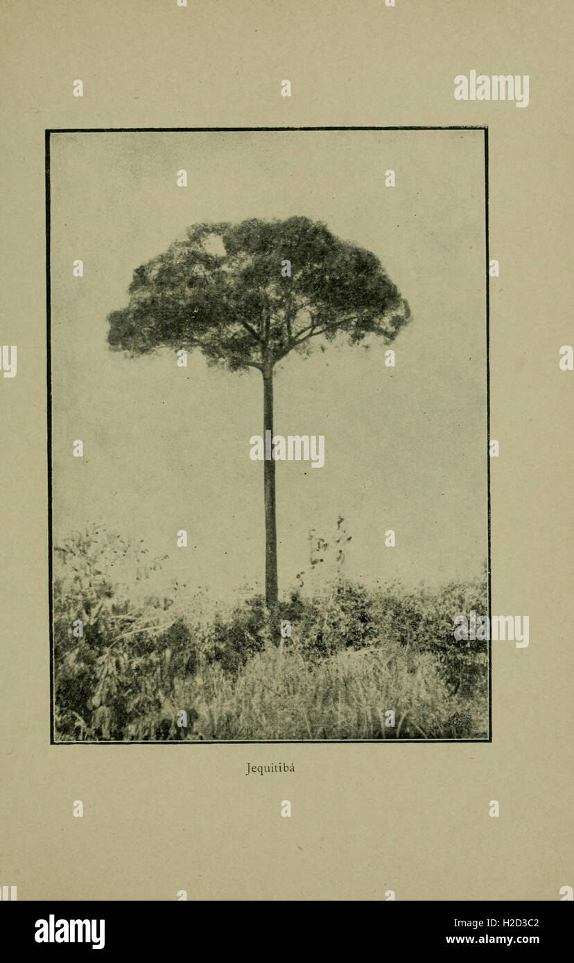This work details the indigenous tree species of São Paulo, focusing on ...