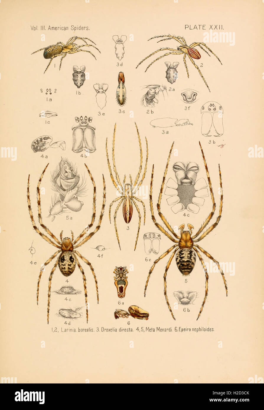 This work explores the diversity of American spiders and their silk ...