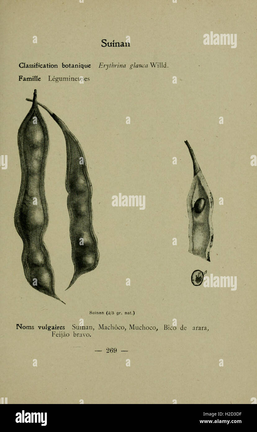 'Les bois indigènes de São Paulo' explores the native timber species of ...