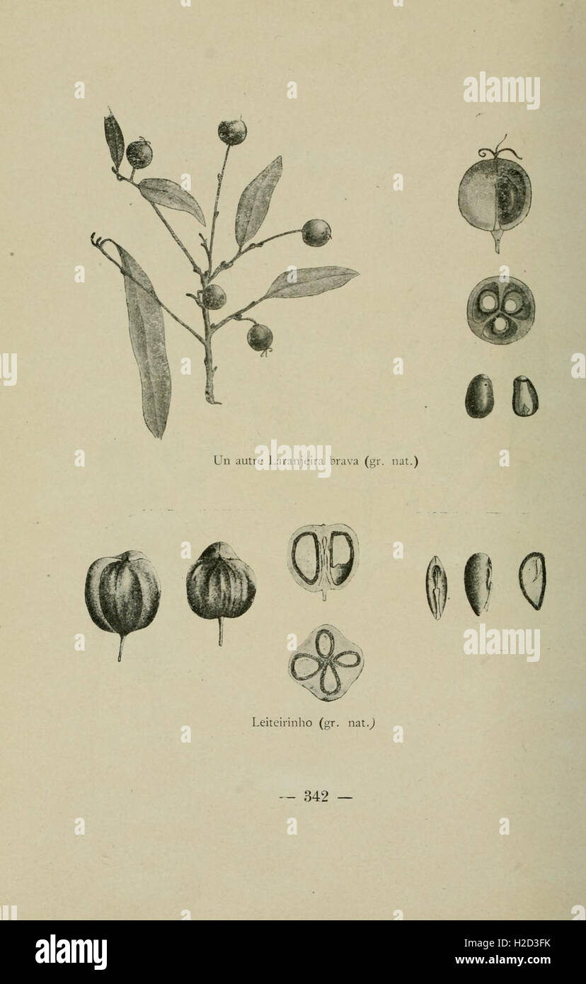 A study on the indigenous woods of São Paulo, detailing the types of ...