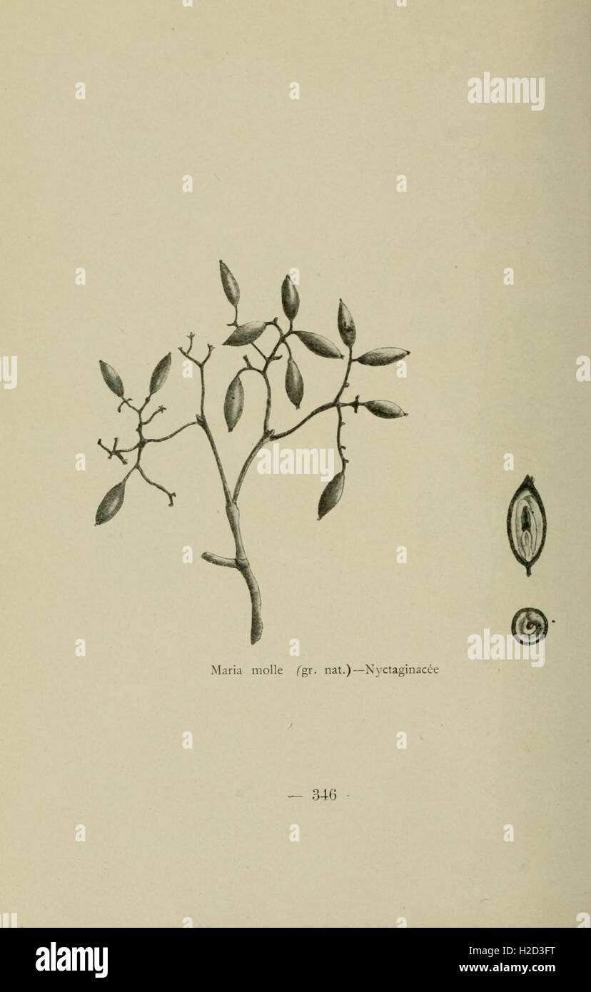 A document detailing the indigenous tree species of São Paulo ...
