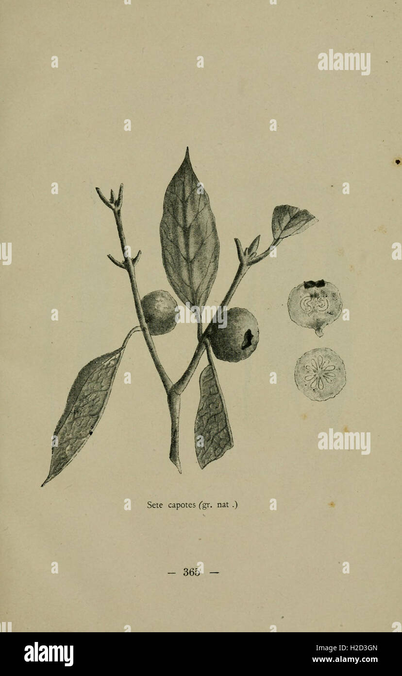 A botanical work discussing the indigenous wood species of São Paulo ...