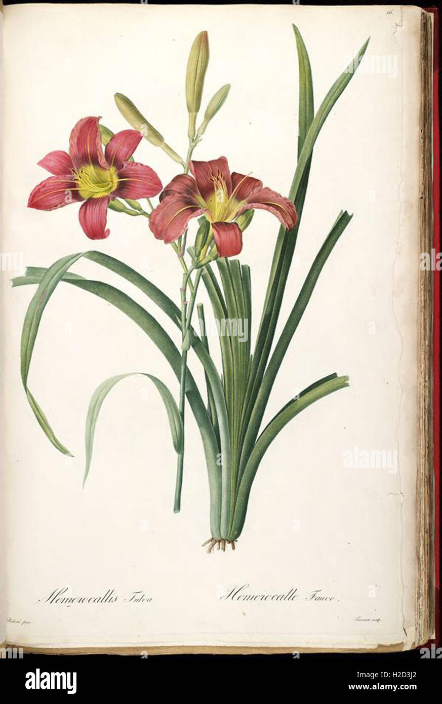 A color plate from 'Les Liliacées', showcasing the variety of species ...