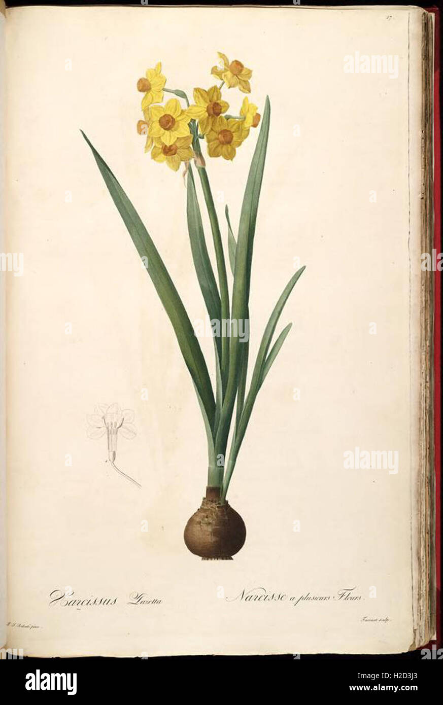This work features a color plate depicting members of the Liliaceae ...