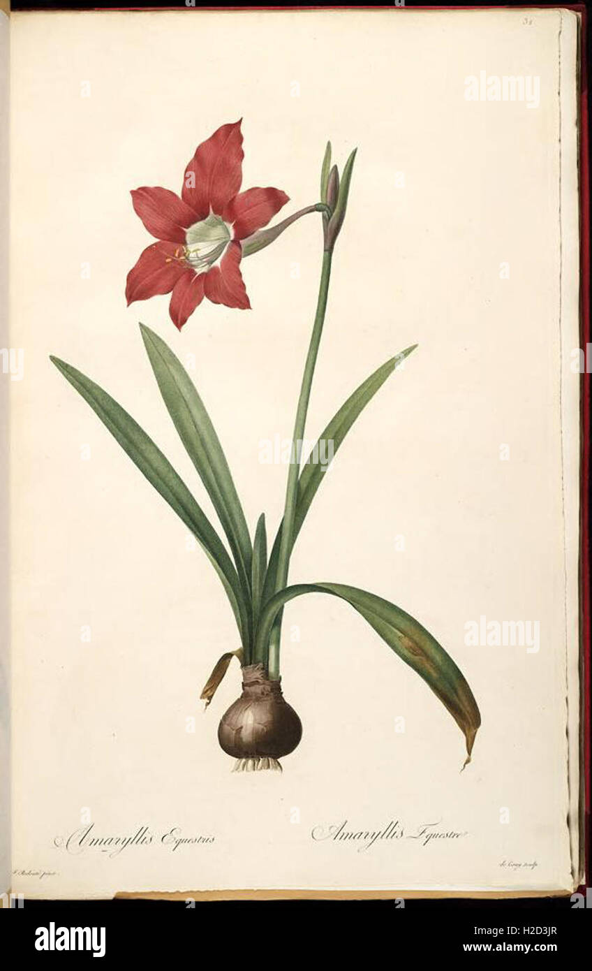 This botanical work illustrates the family Liliaceae, showcasing ...