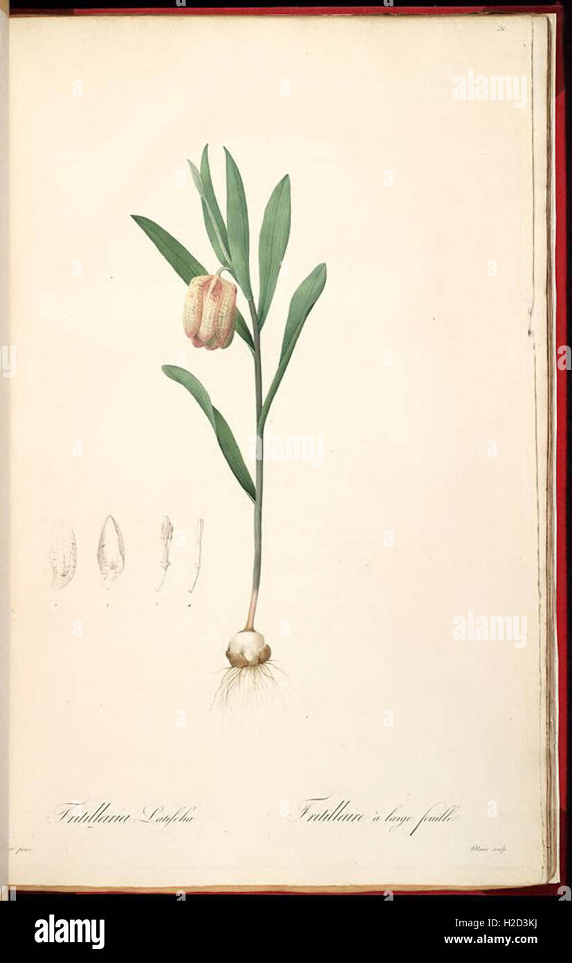 This work is a detailed botanical illustration of the Liliaceae family ...