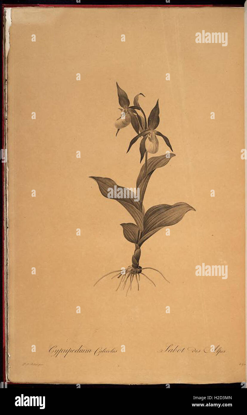 This plate features detailed illustrations of Liliaceae, a plant family ...