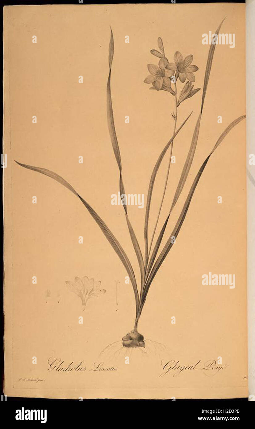 This plate illustrates various species within the Liliaceae family ...