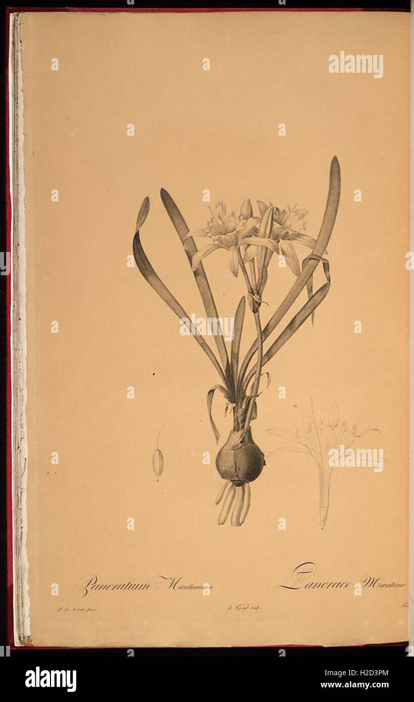 A detailed illustration and description of the Liliaceae family of ...