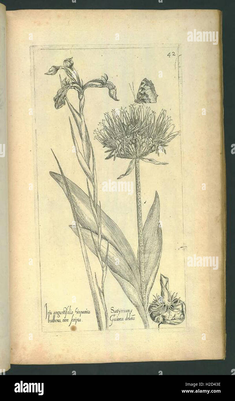 This 17th-century French botanical illustration depicts the royal ...