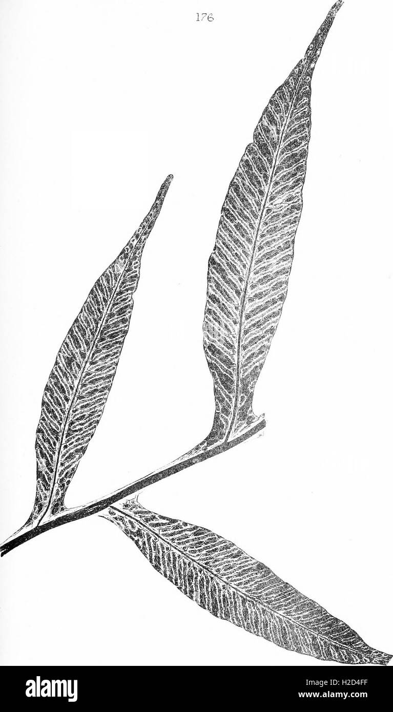 Ferns features Black and White Stock Photos & Images - Alamy