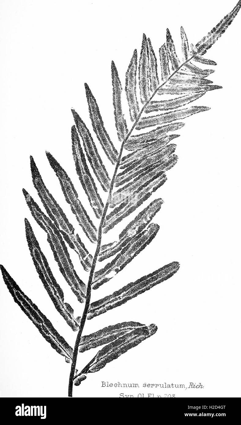 Ferns features Black and White Stock Photos & Images - Alamy