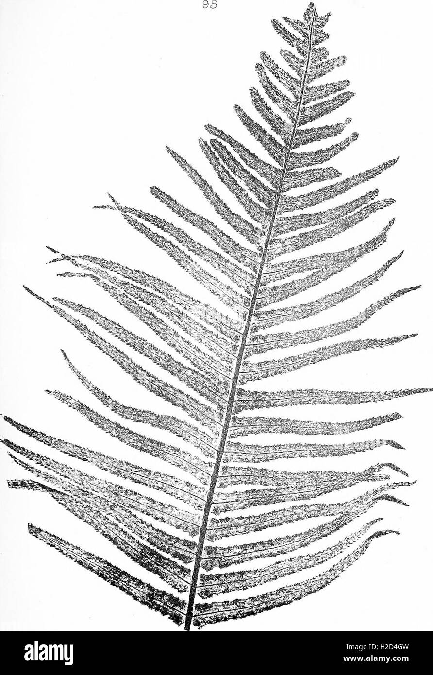 Lithograms of the ferns of Queensland (1892) (2 Stock Photo - Alamy