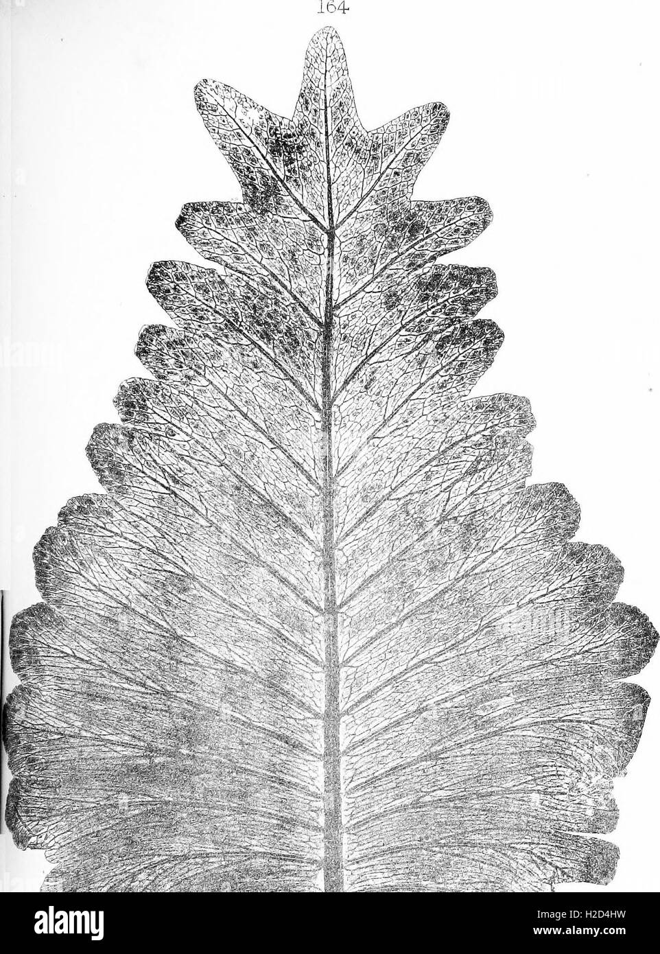 Ferns features Black and White Stock Photos & Images - Alamy