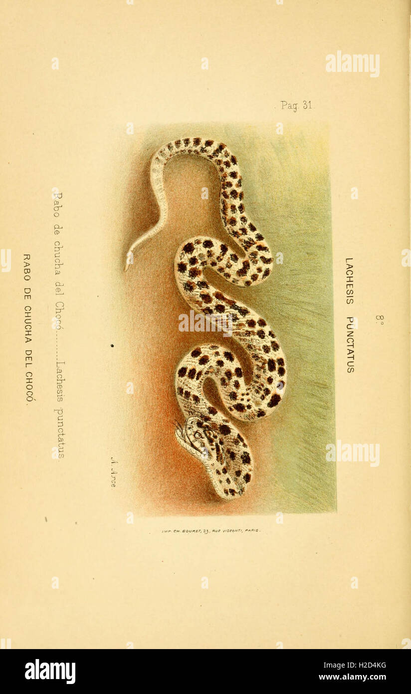 A work on the venomous snakes of the Cauca region, focusing on their ...