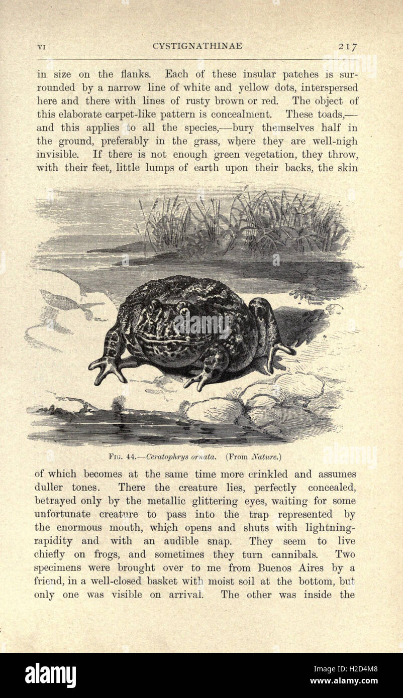 A detailed examination of amphibians and reptiles, focusing on their ...