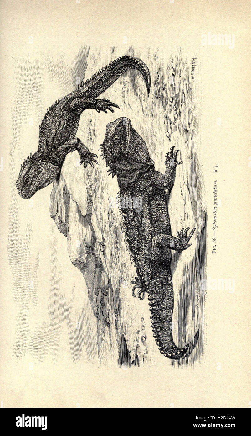 Amphibia and reptiles (Page 293, Fig. 58 Stock Photo - Alamy