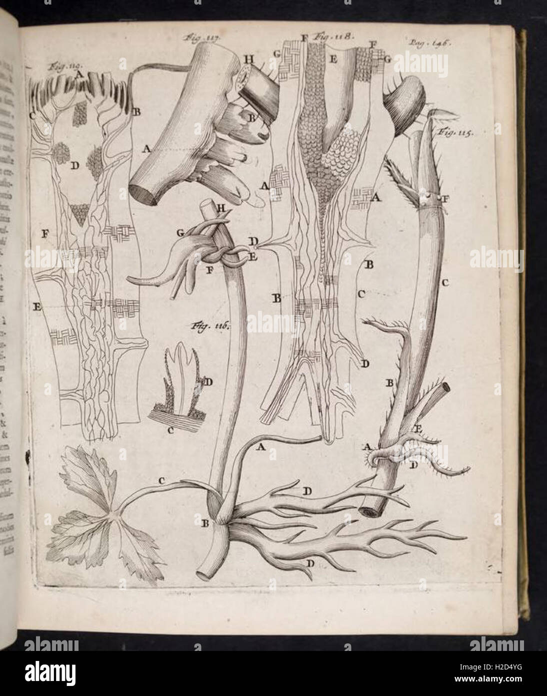 Thesaurus anatomicus hi-res stock photography and images - Alamy