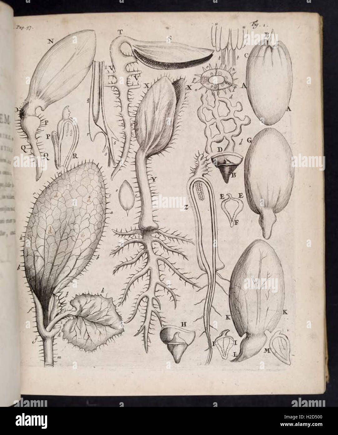 Thesaurus anatomicus hi-res stock photography and images - Alamy