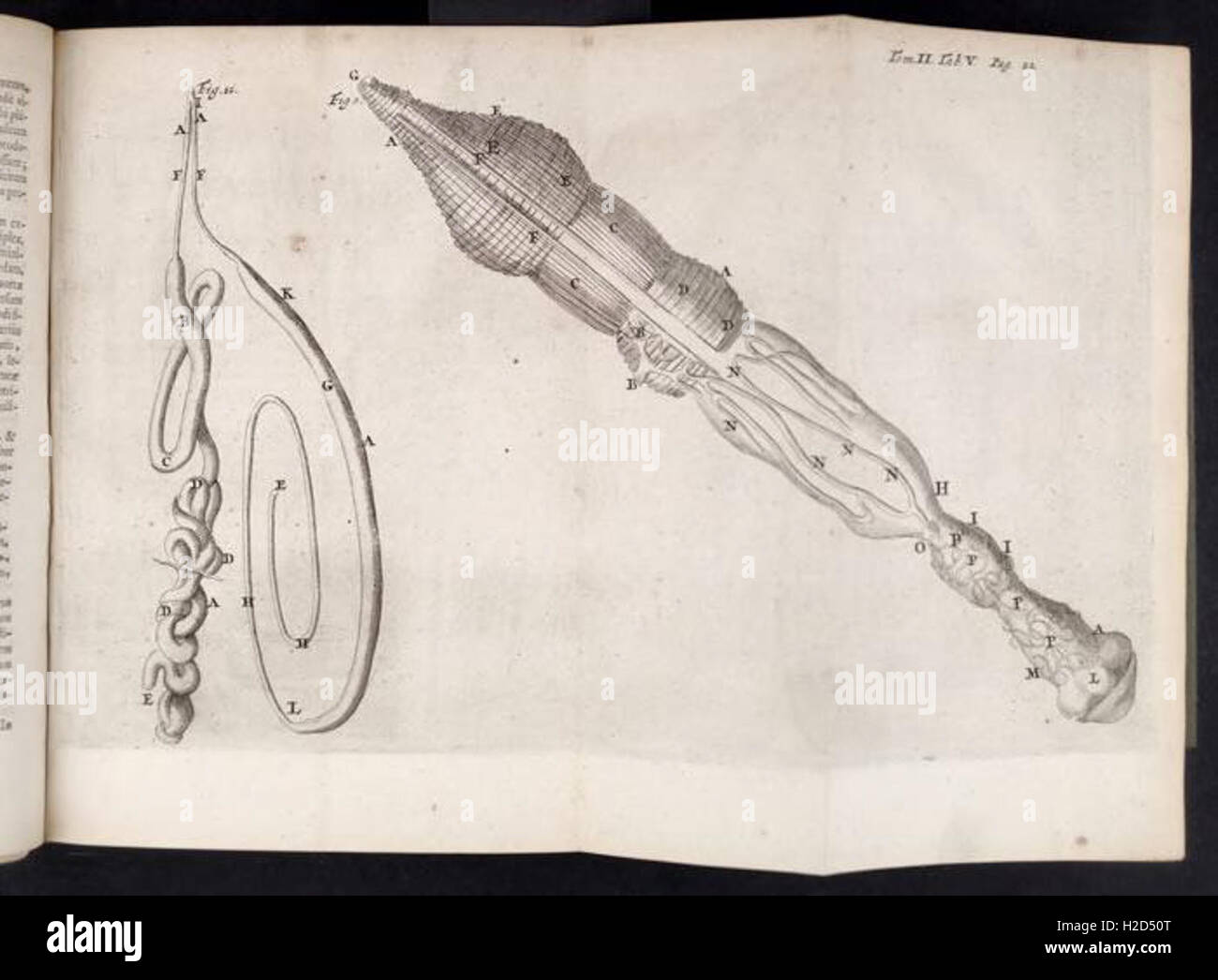 This comprehensive work of Marcello Malpighi explores the intersections ...