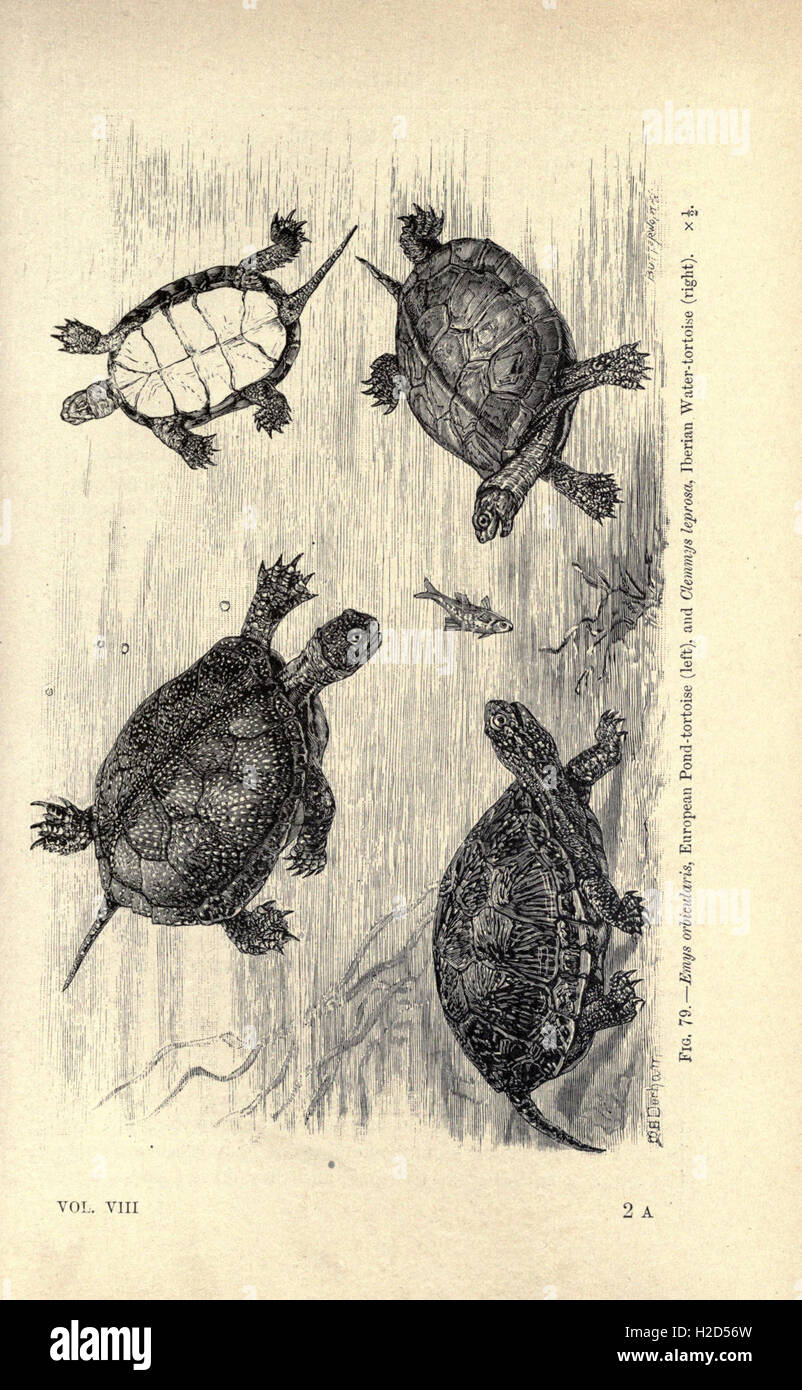 This page provides an illustration of amphibians and reptiles ...
