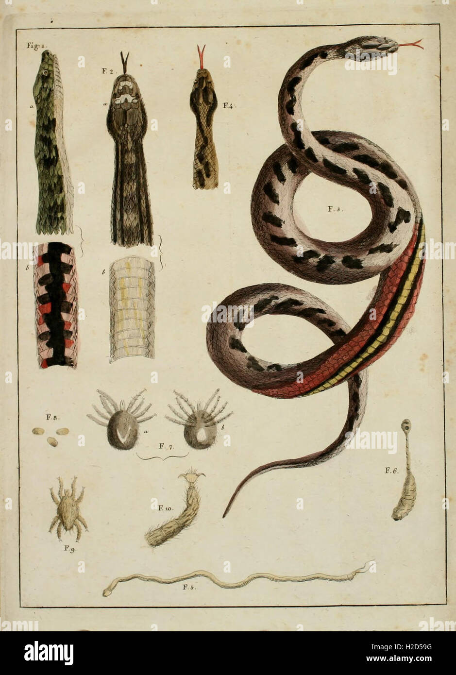 A monograph on the snakes of Rome and its surrounding areas ...